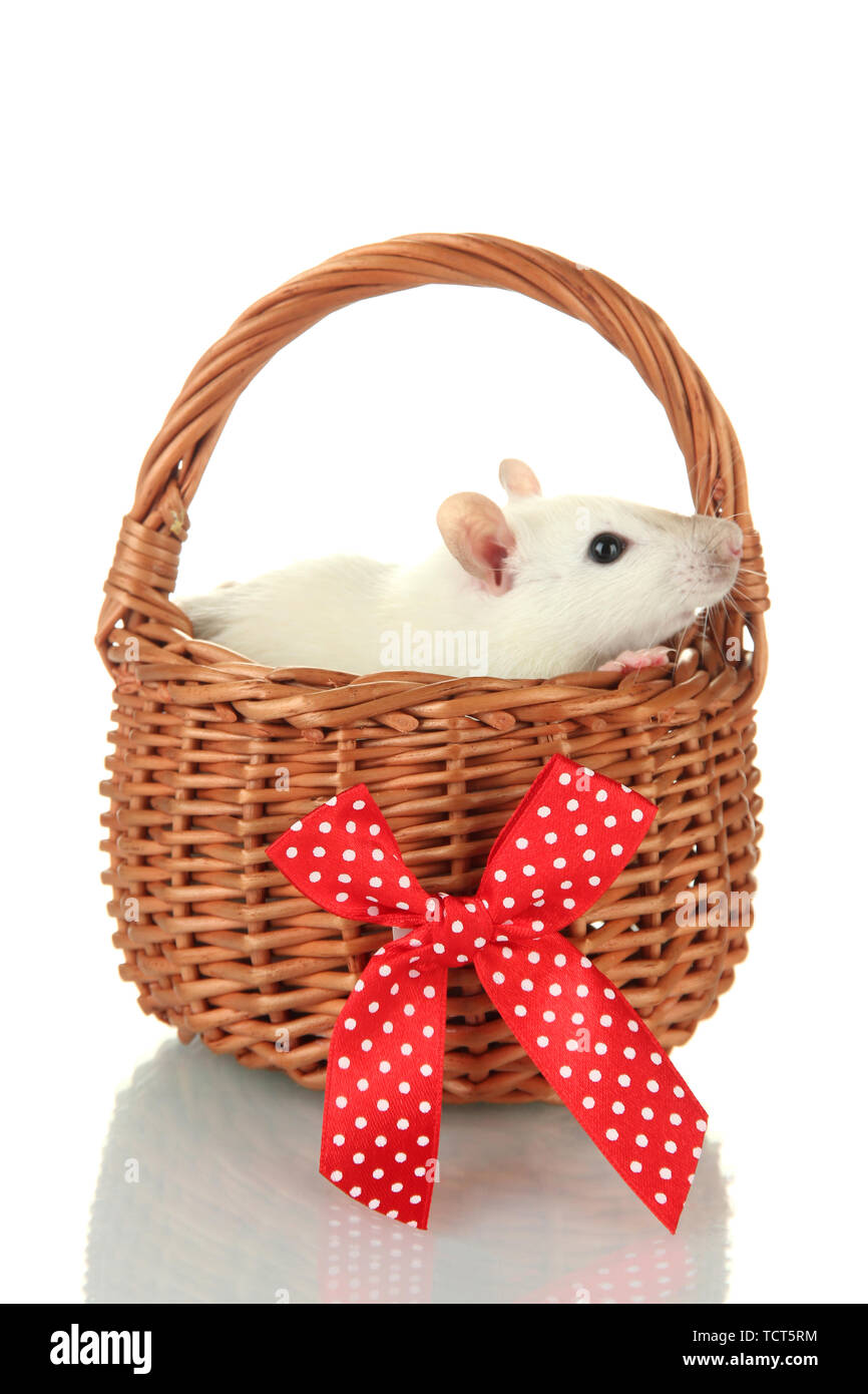 funny little rat in basket, isolated on white Stock Photo - Alamy