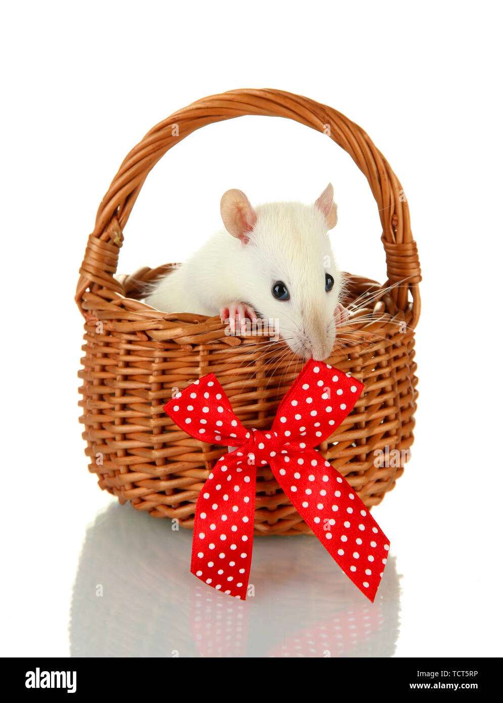 funny little rat in basket, isolated on white Stock Photo - Alamy