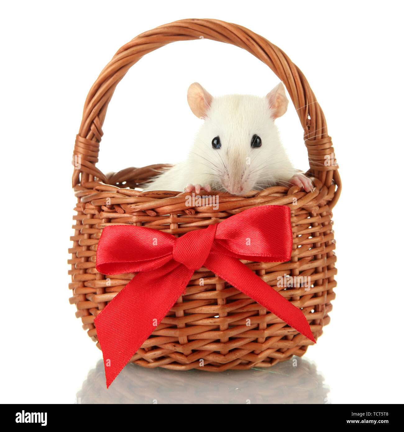 funny little rat in basket, isolated on white Stock Photo - Alamy