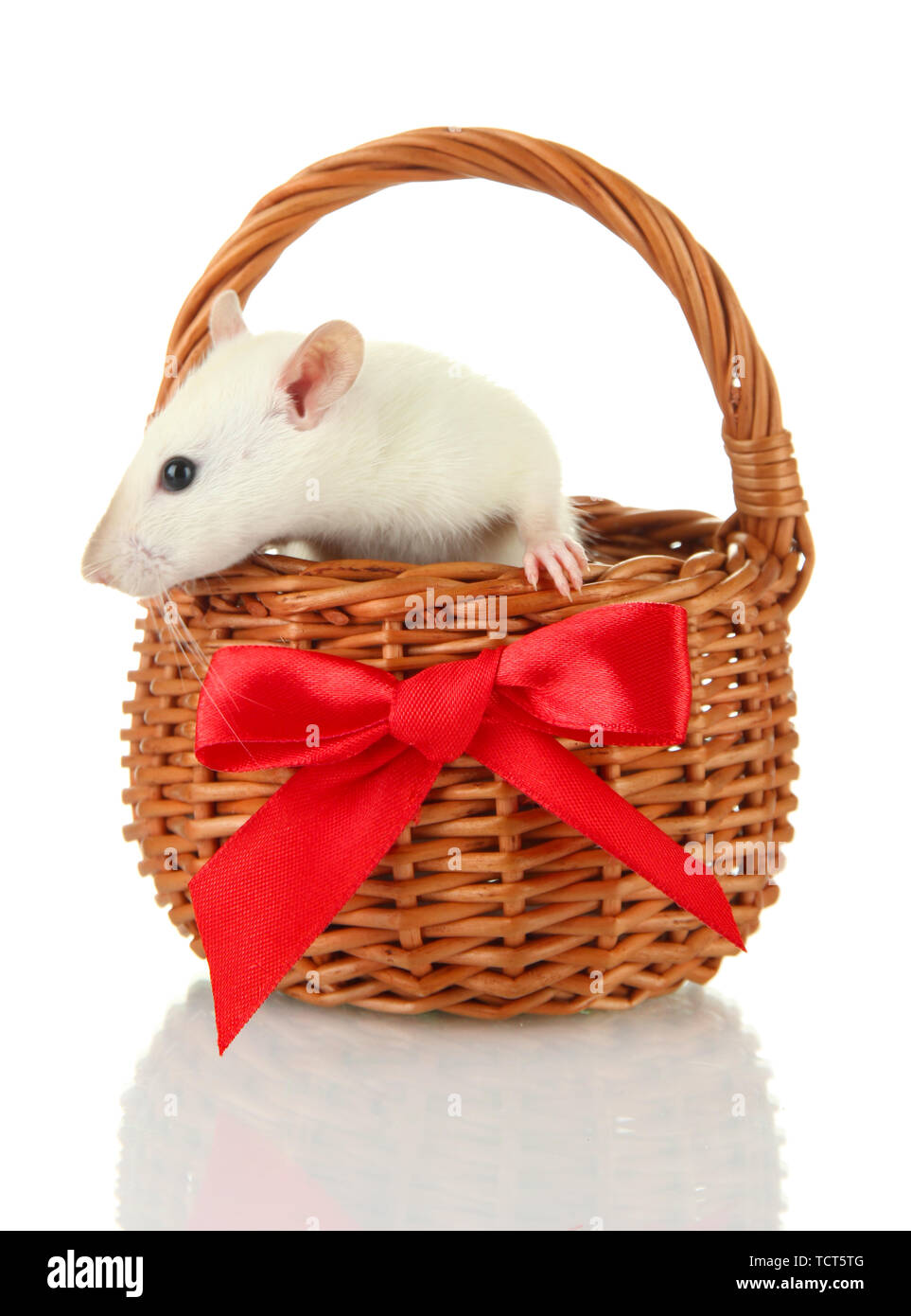 funny little rat in basket, isolated on white Stock Photo - Alamy