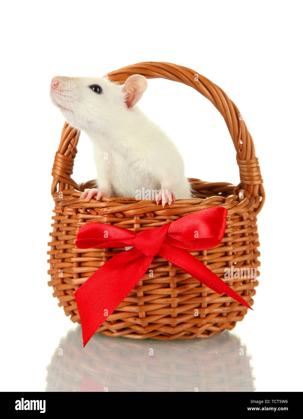 funny little rat in basket, isolated on white Stock Photo - Alamy