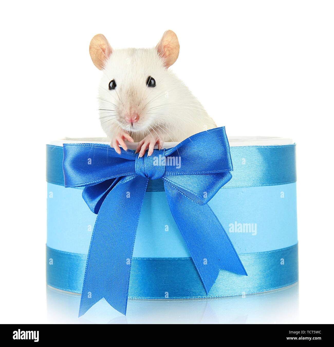 funny little rat in gift box, isolated on white Stock Photo - Alamy