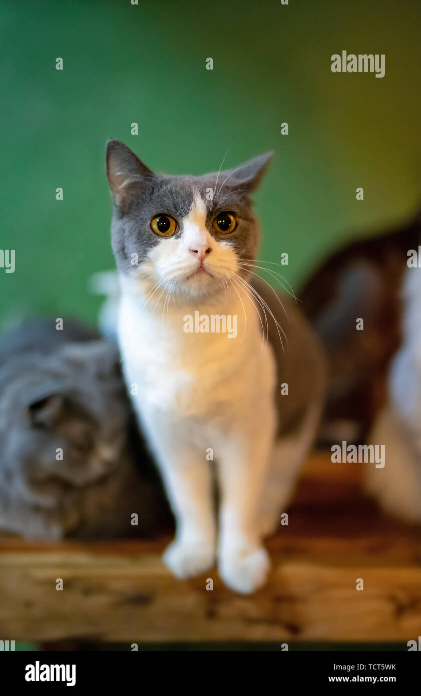 Short and close fur hi-res stock photography and images - Alamy