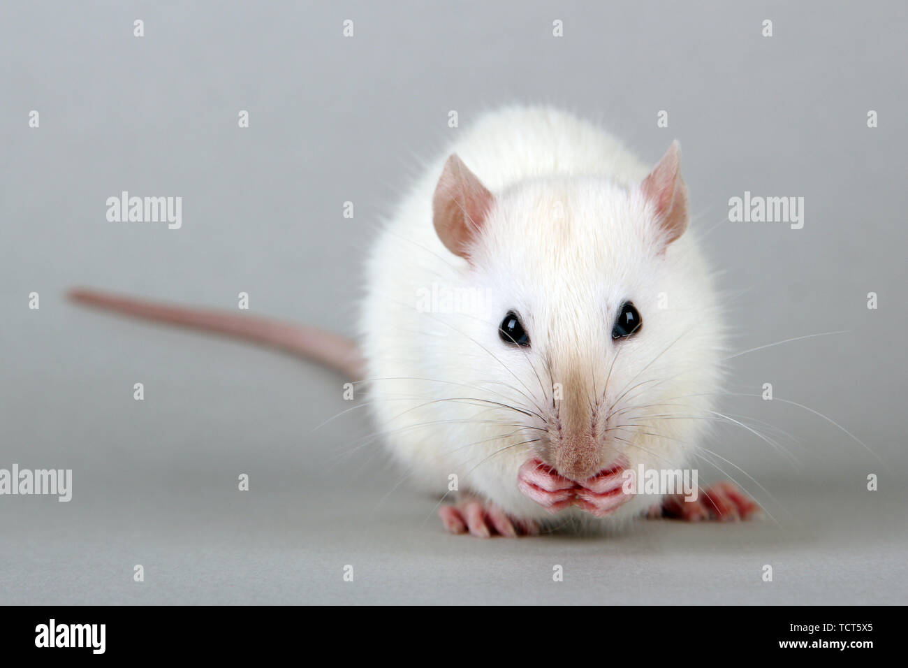 funny little rat with food, on grey background Stock Photo - Alamy