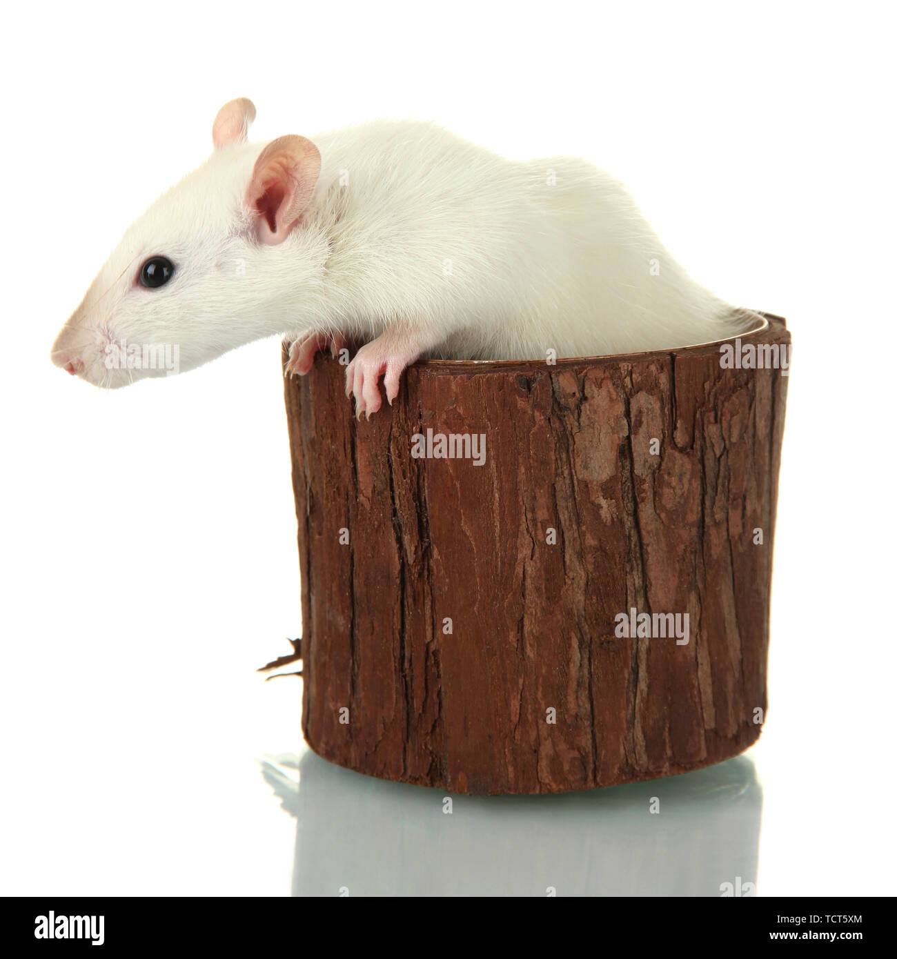 funny little rat in wooden vase, isolated on white Stock Photo - Alamy