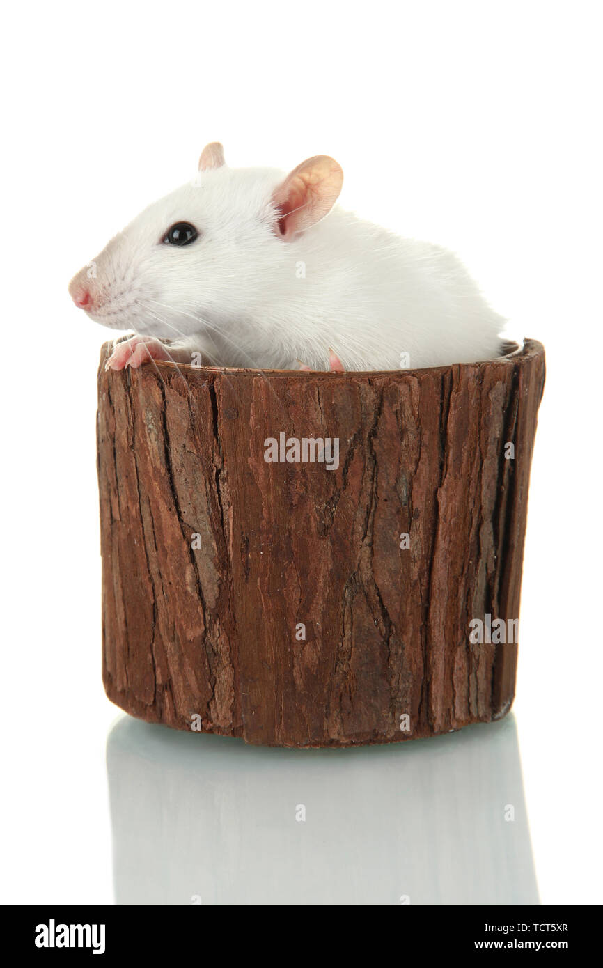 funny little rat in wooden vase, isolated on white Stock Photo - Alamy