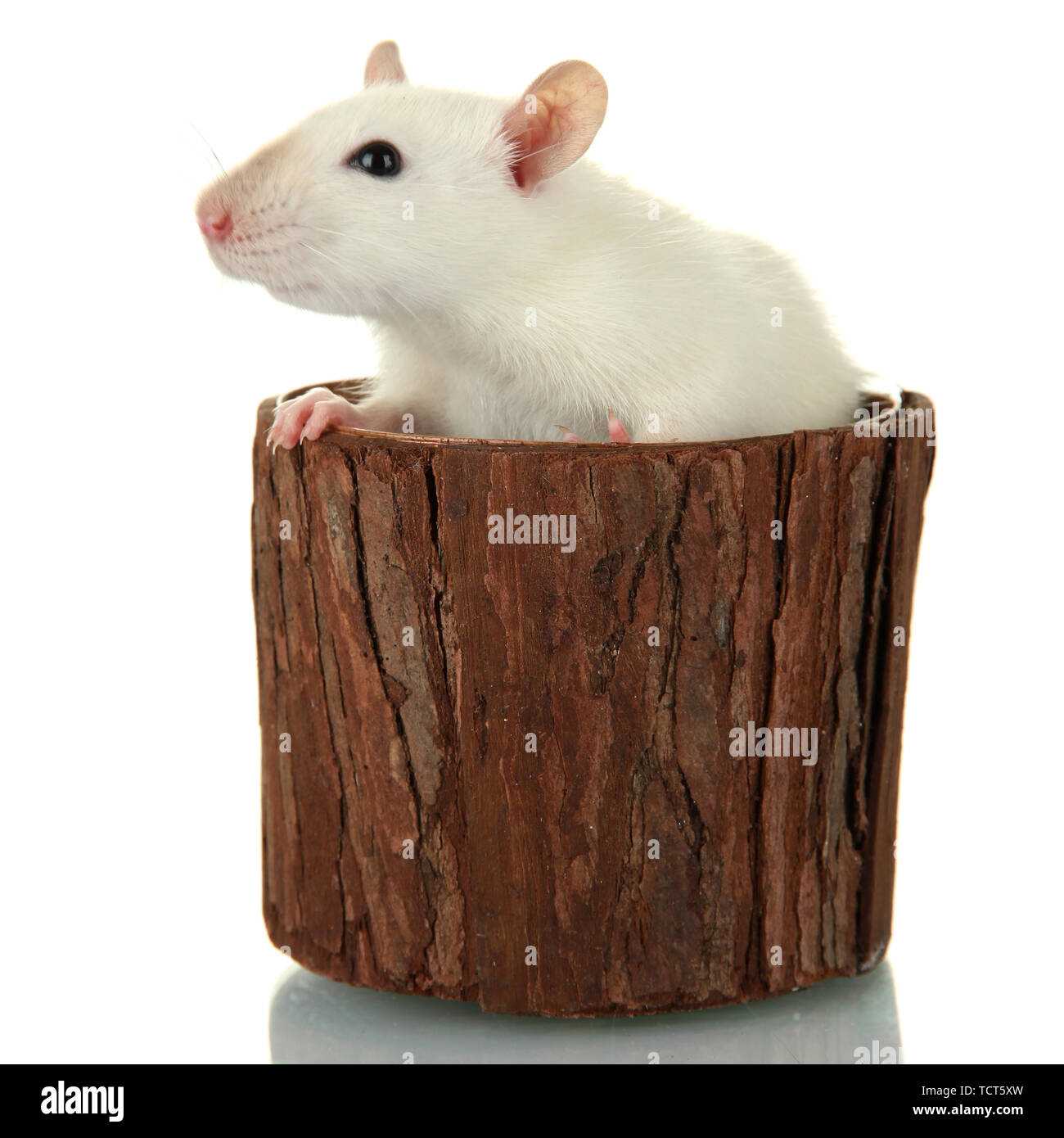 funny little rat in wooden vase, isolated on white Stock Photo - Alamy