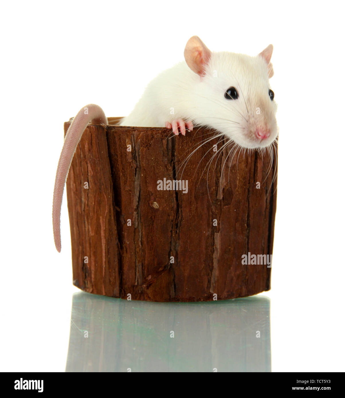 funny little rat in wooden vase, isolated on white Stock Photo - Alamy