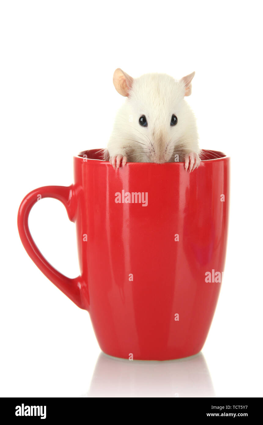 funny little rat in cup, isolated on white Stock Photo - Alamy
