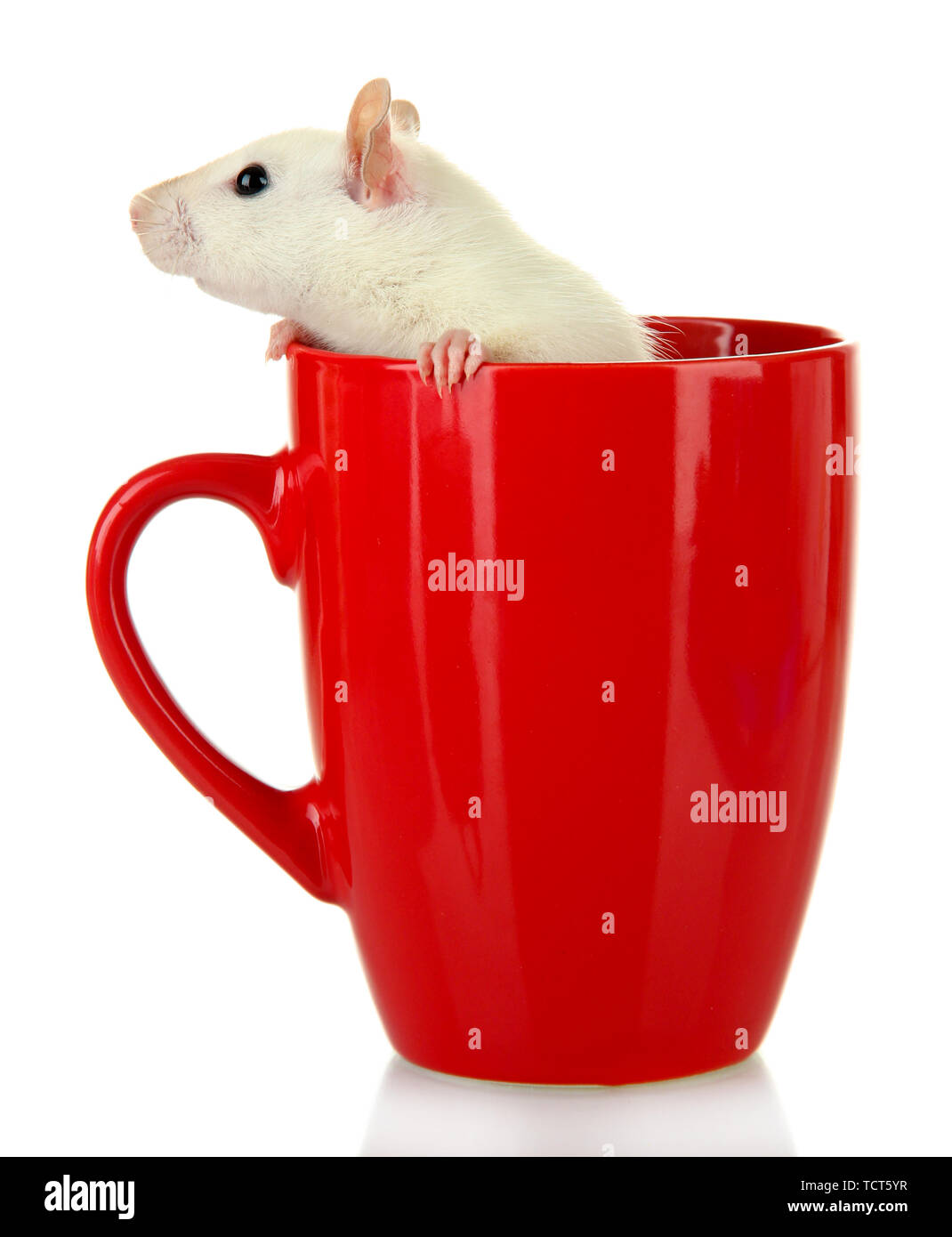 funny little rat in cup, isolated on white Stock Photo - Alamy