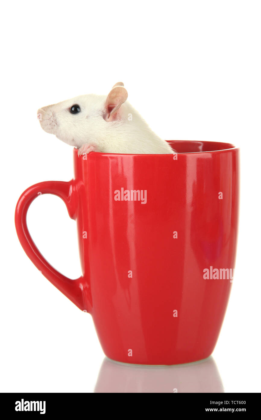 funny little rat in cup, isolated on white Stock Photo - Alamy