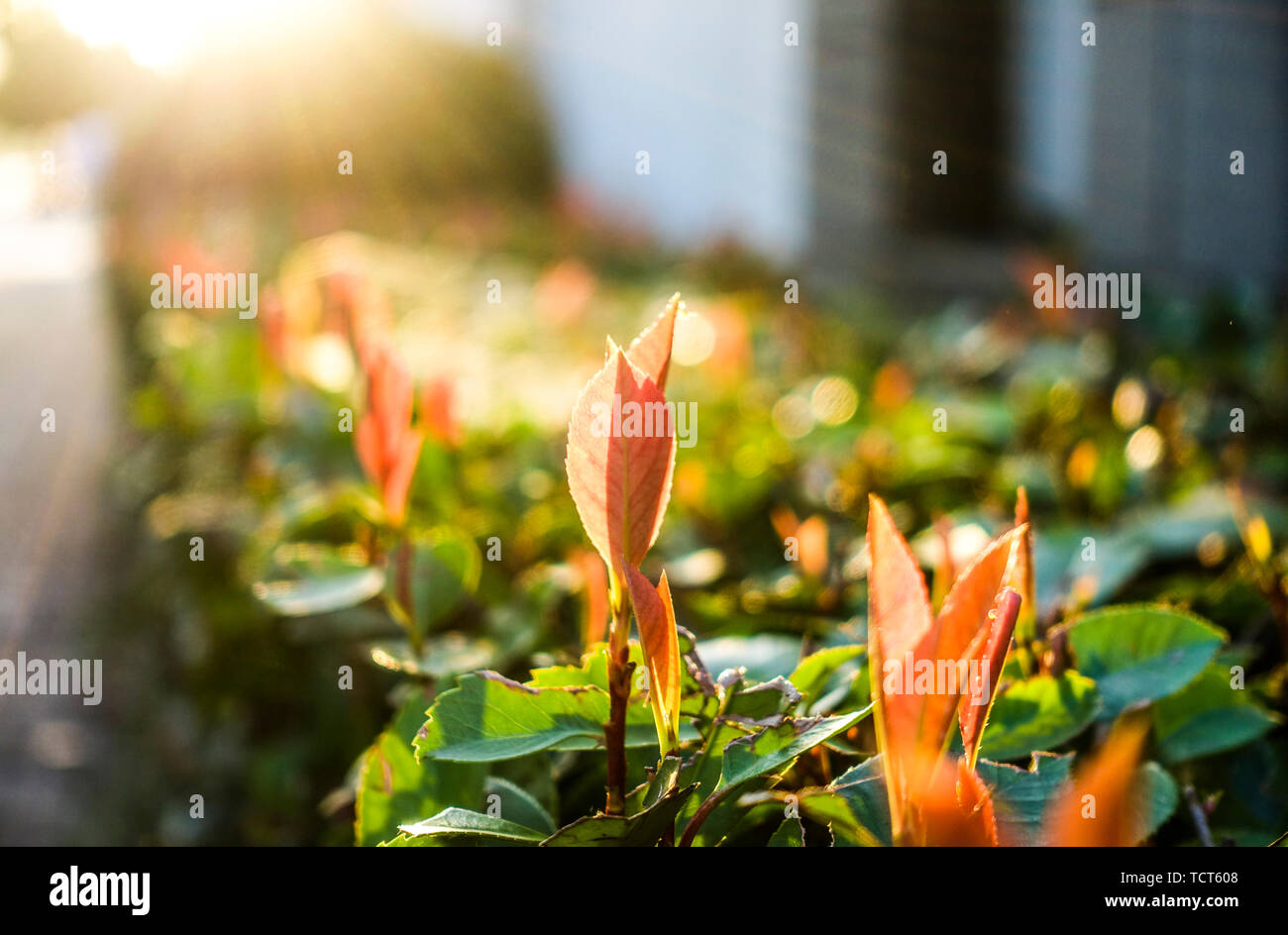 Shrubs on the side of the road Stock Photo - Alamy