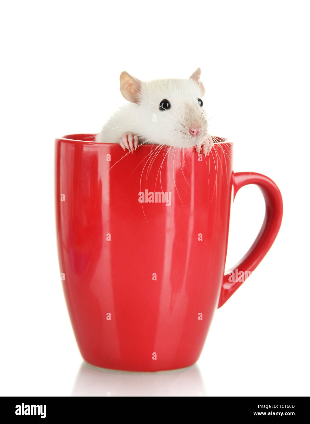 funny little rat in cup, isolated on white Stock Photo - Alamy