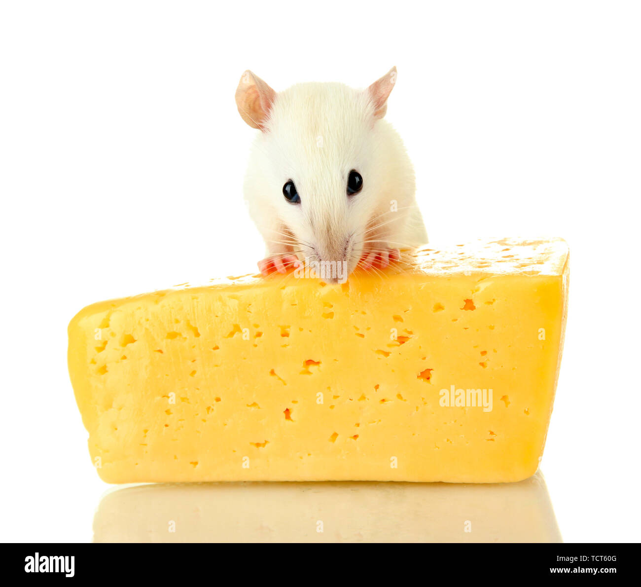 funny little rat with cheese, isolated on white Stock Photo - Alamy