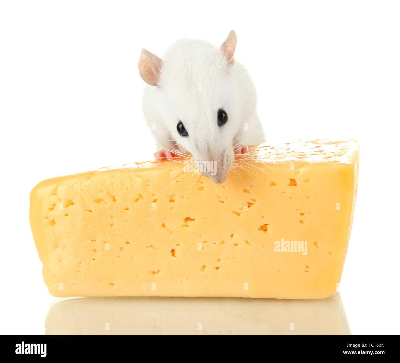 funny little rat with cheese, isolated on white Stock Photo - Alamy