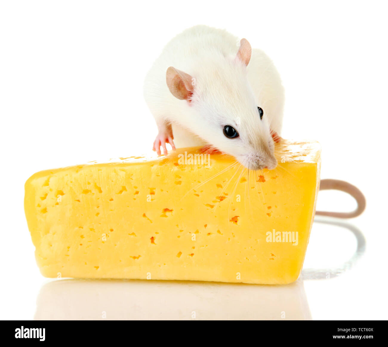 funny little rat with cheese, isolated on white Stock Photo - Alamy