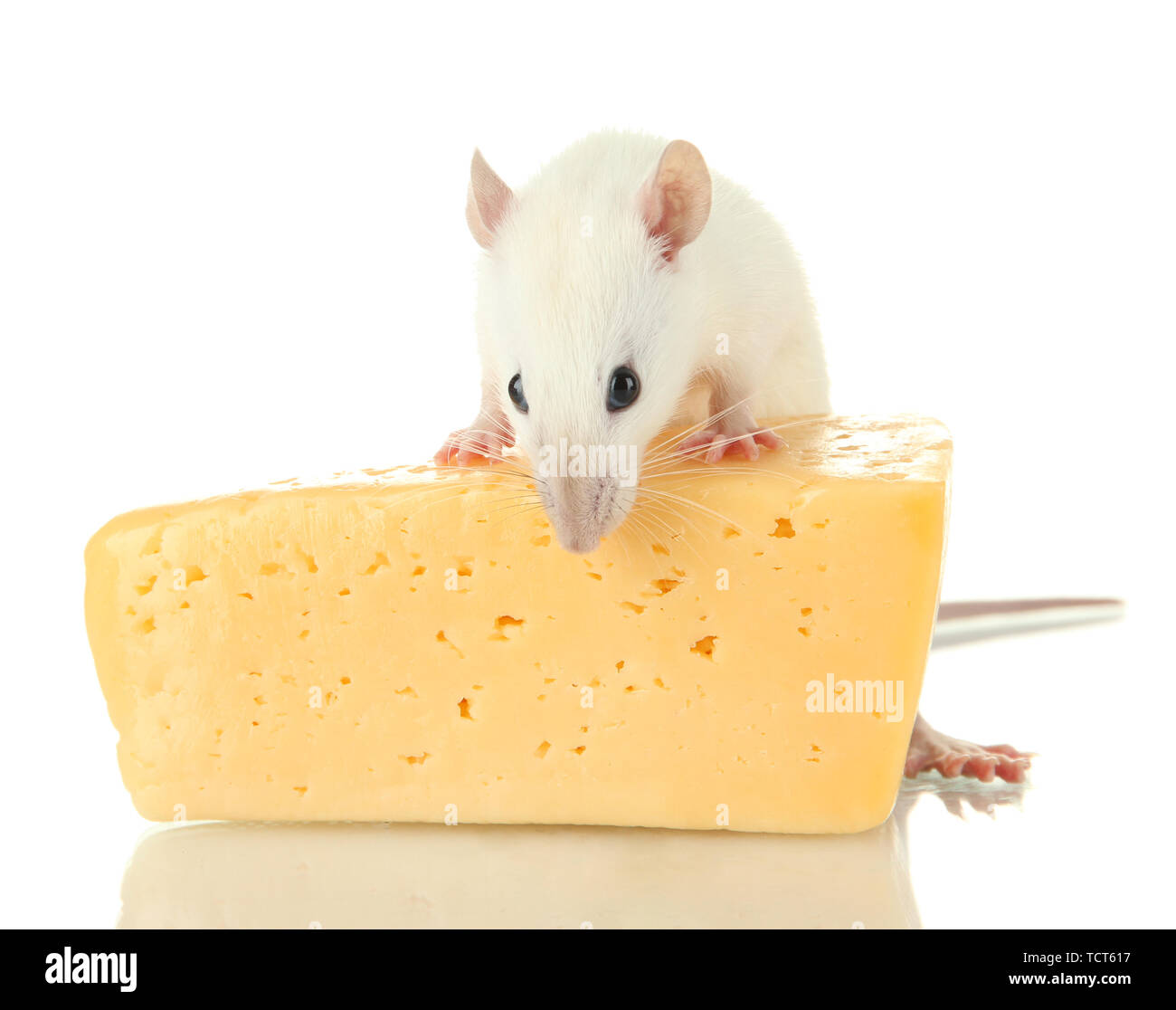 funny little rat with cheese, isolated on white Stock Photo - Alamy
