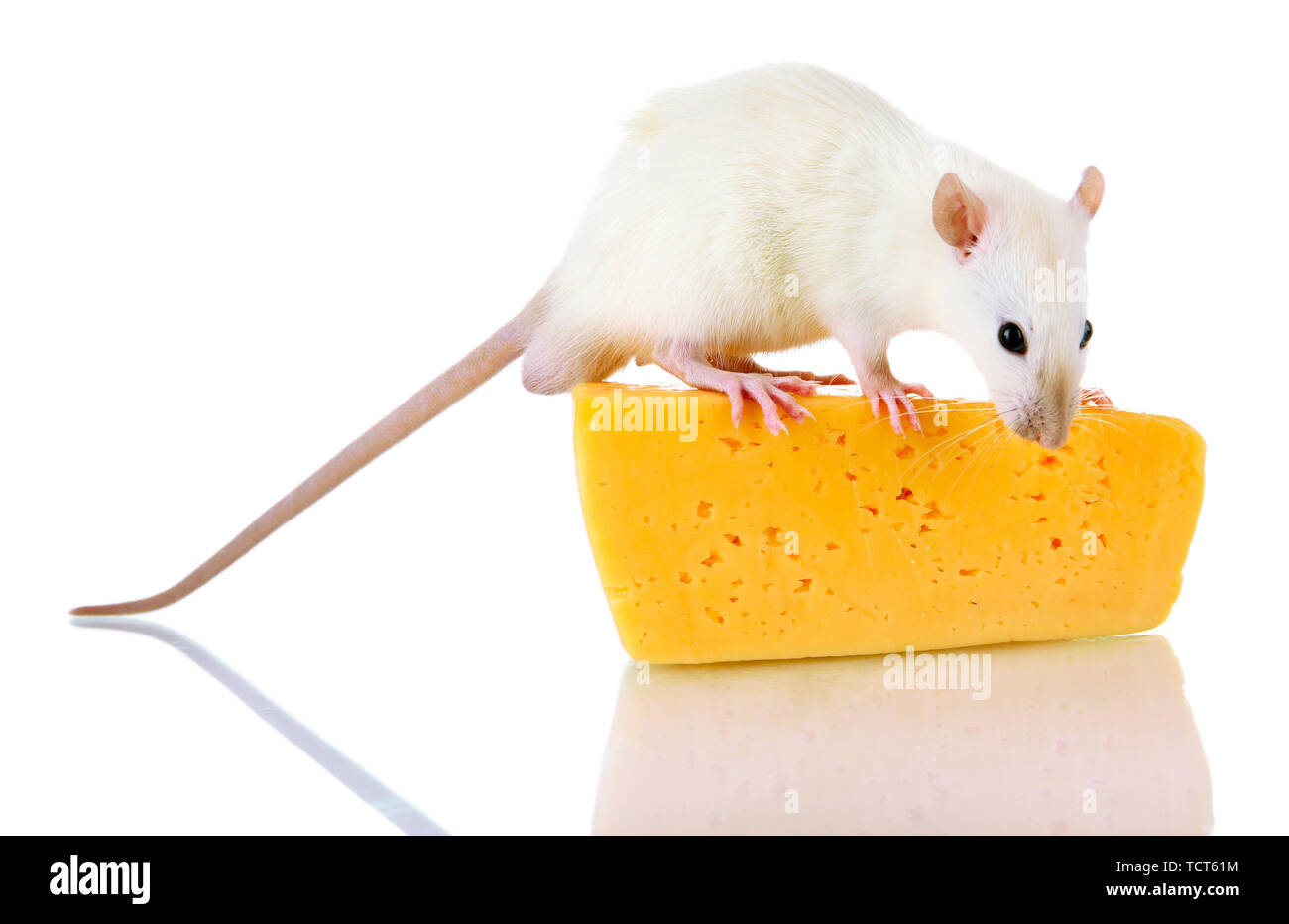 funny little rat with cheese, isolated on white Stock Photo - Alamy
