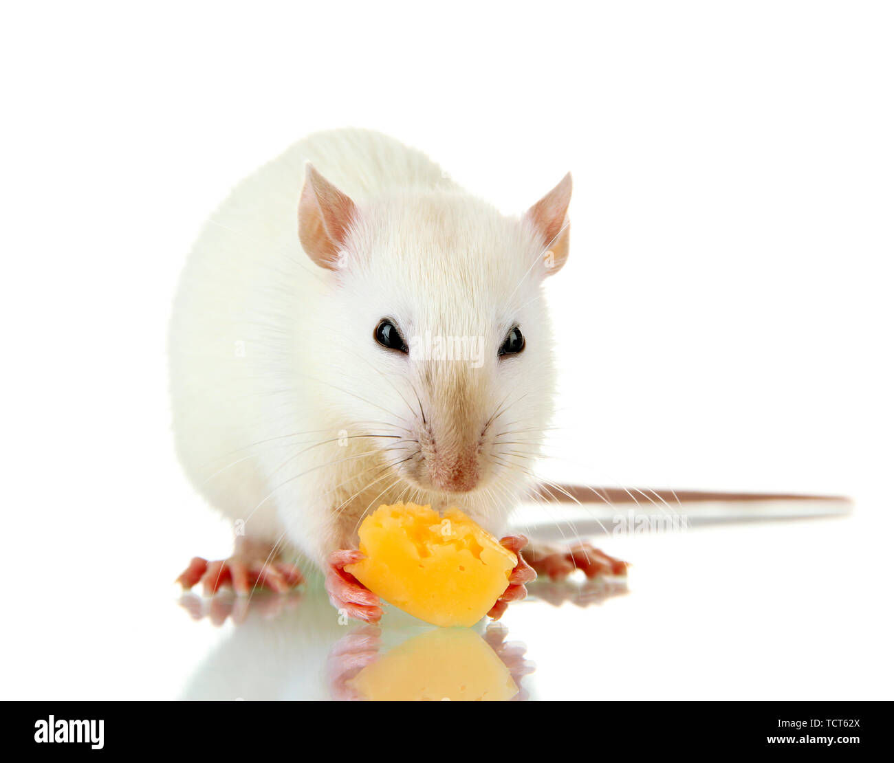 funny little rat with cheese, isolated on white Stock Photo - Alamy