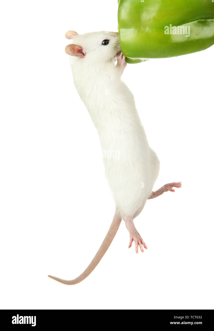 funny little rat with papper, isolated on white Stock Photo - Alamy