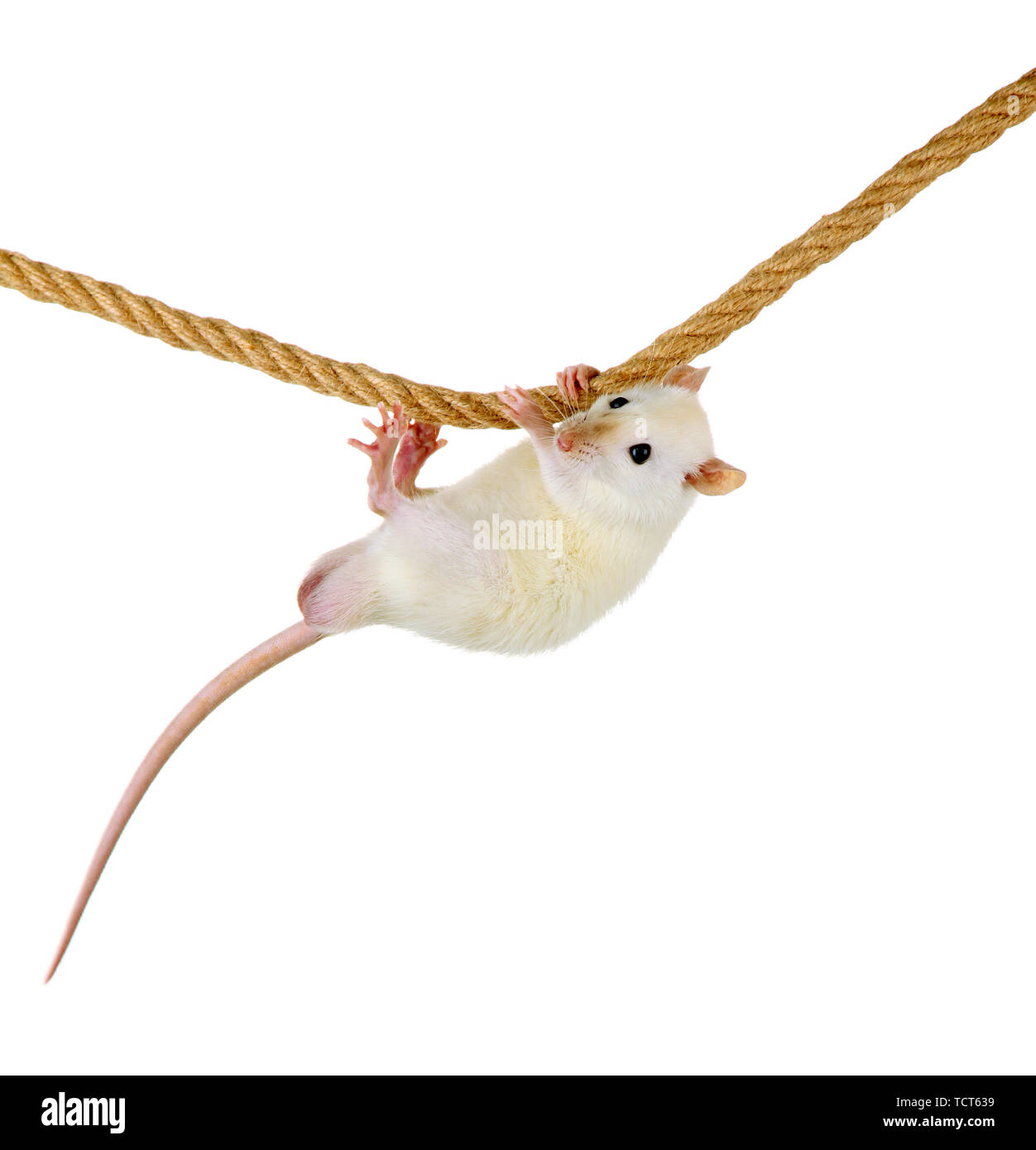 funny little rat on rope, isolated on white Stock Photo - Alamy