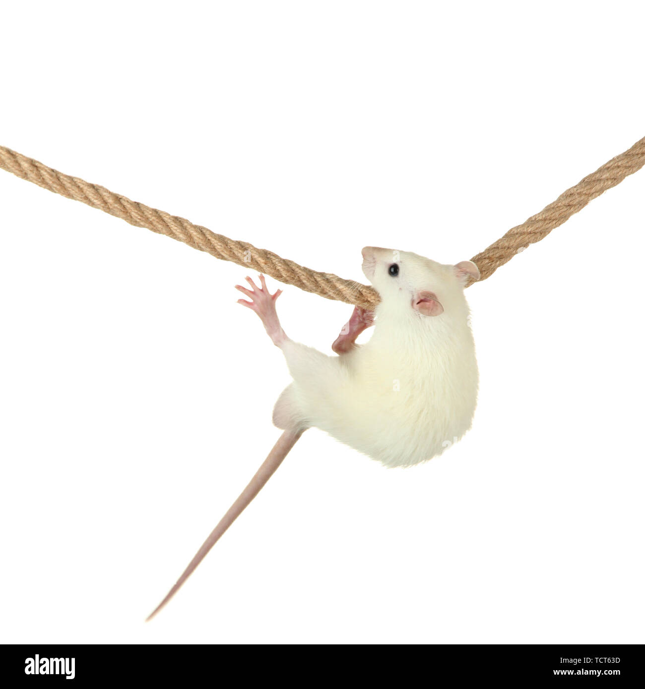 funny little rat on rope, isolated on white Stock Photo - Alamy