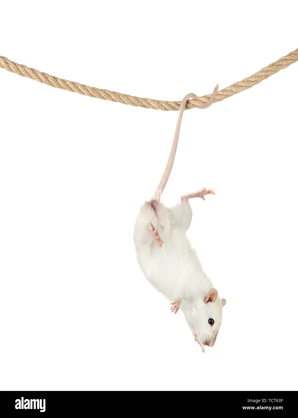 funny little rat on rope, isolated on white Stock Photo - Alamy