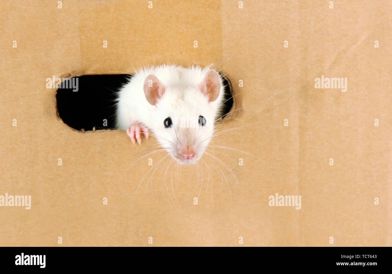 funny little rat on paper background Stock Photo - Alamy