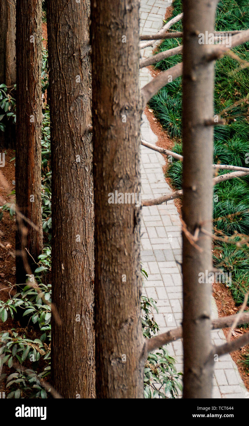 Sequoia row hi-res stock photography and images - Alamy