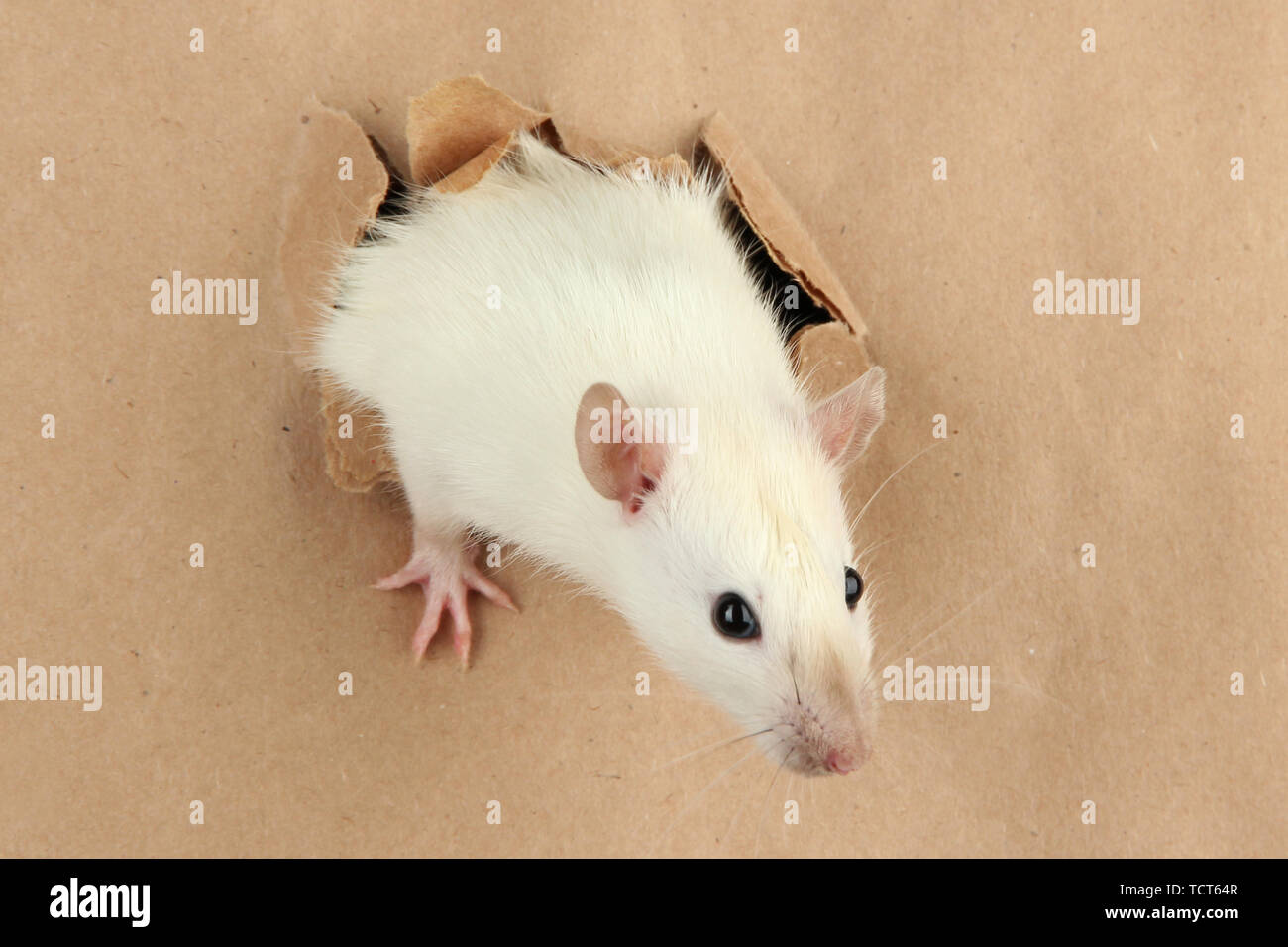 funny little rat on paper background Stock Photo - Alamy