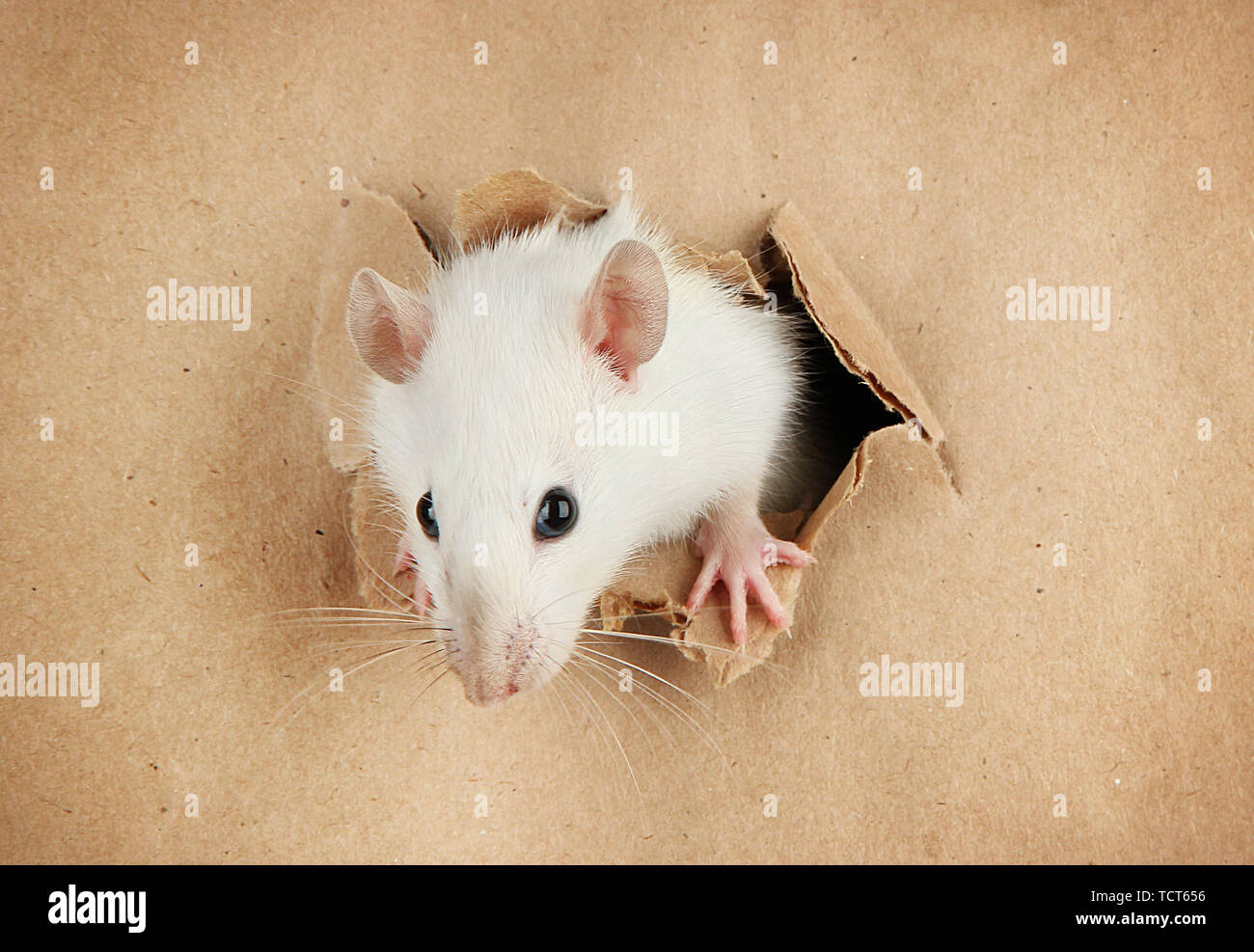 funny little rat on paper background Stock Photo - Alamy