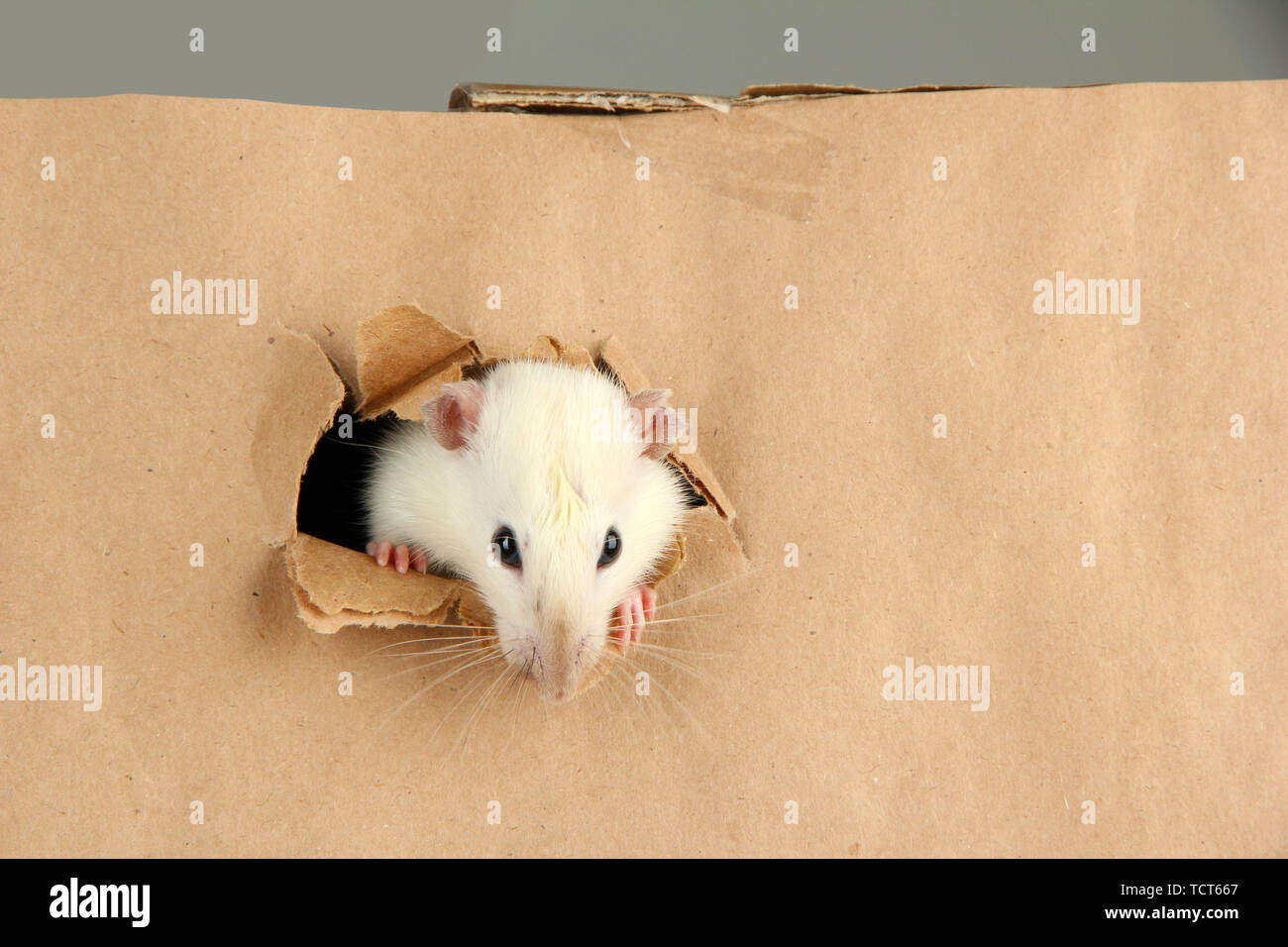 funny little rat on paper background Stock Photo - Alamy
