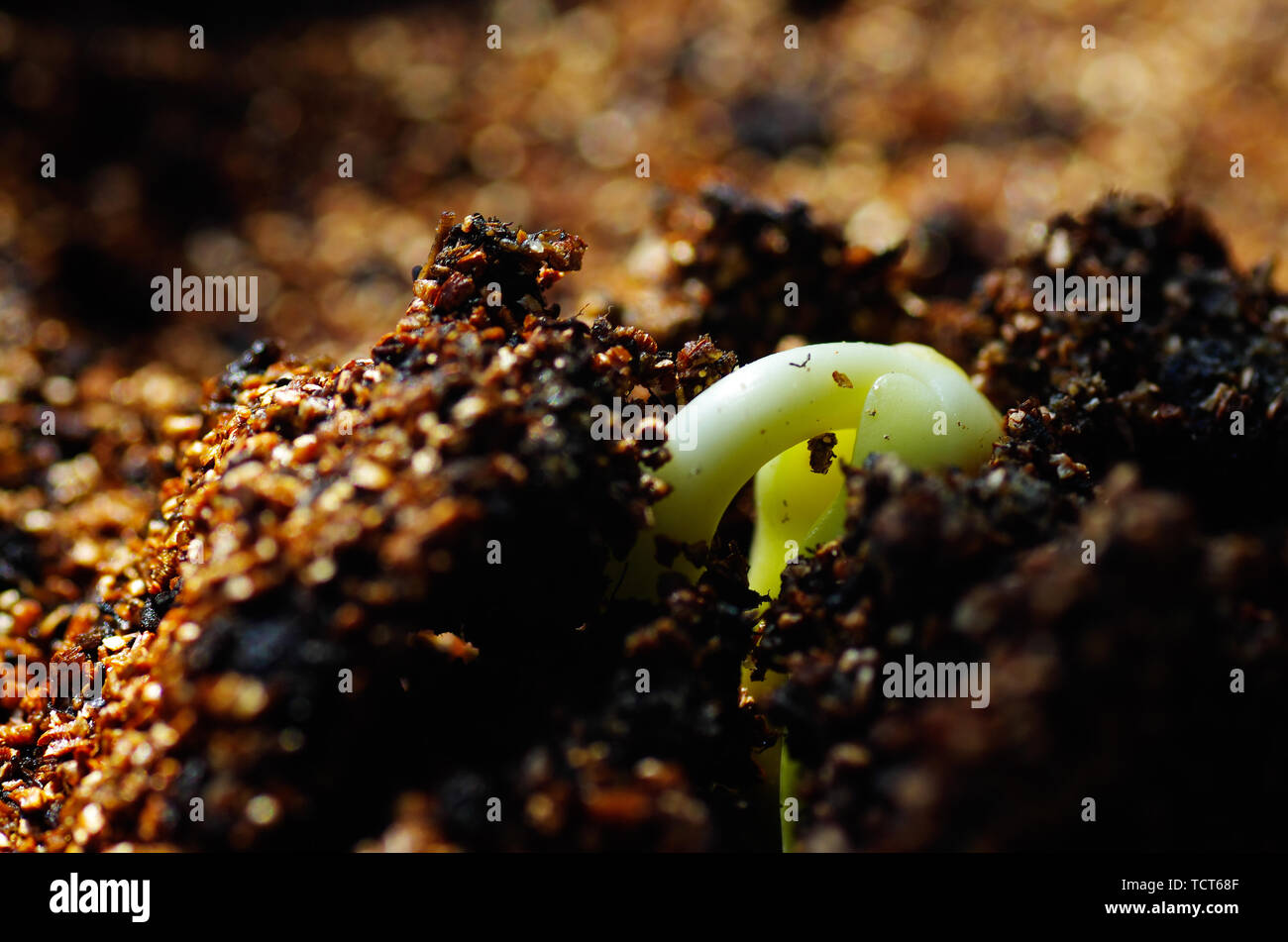 Pea tooth seeds Stock Photo - Alamy