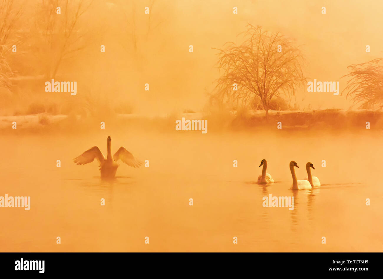 Swan spring scenery in Yili, Xinjiang Stock Photo - Alamy