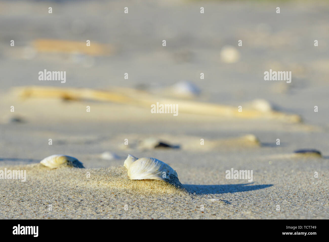 The art of the wind, white shells in the sand on the baltic sea beach ...