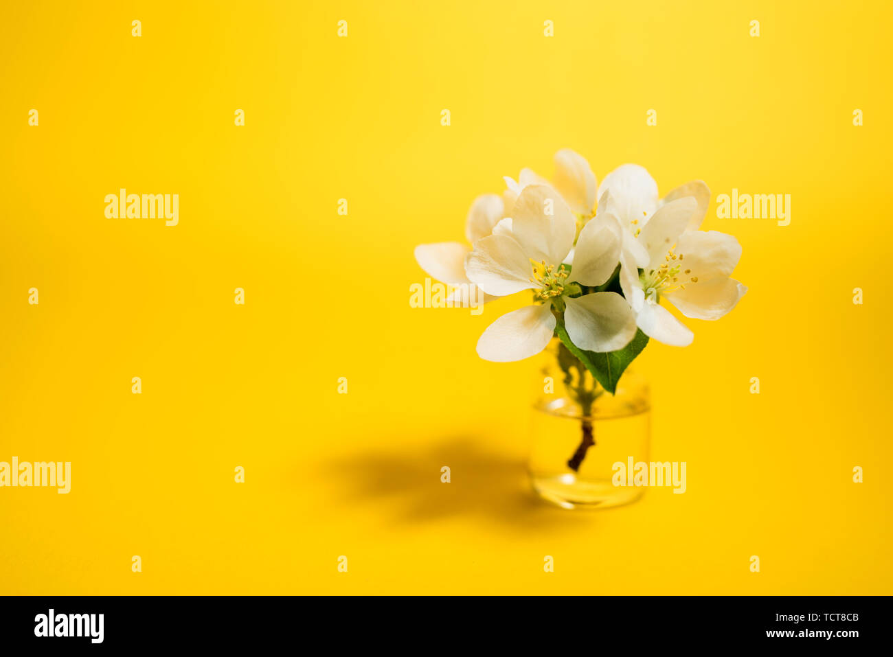 Spa natural cosmetic concept. Bright yellow background with copy space ...