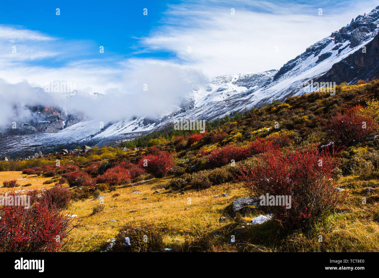 Scenery of Luo velvet cattle farm in Taocheng, Sichuan Province Stock ...