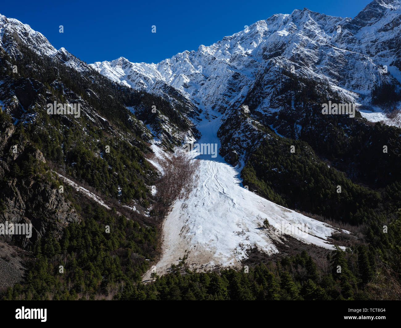 Lin zhi hi-res stock photography and images - Alamy