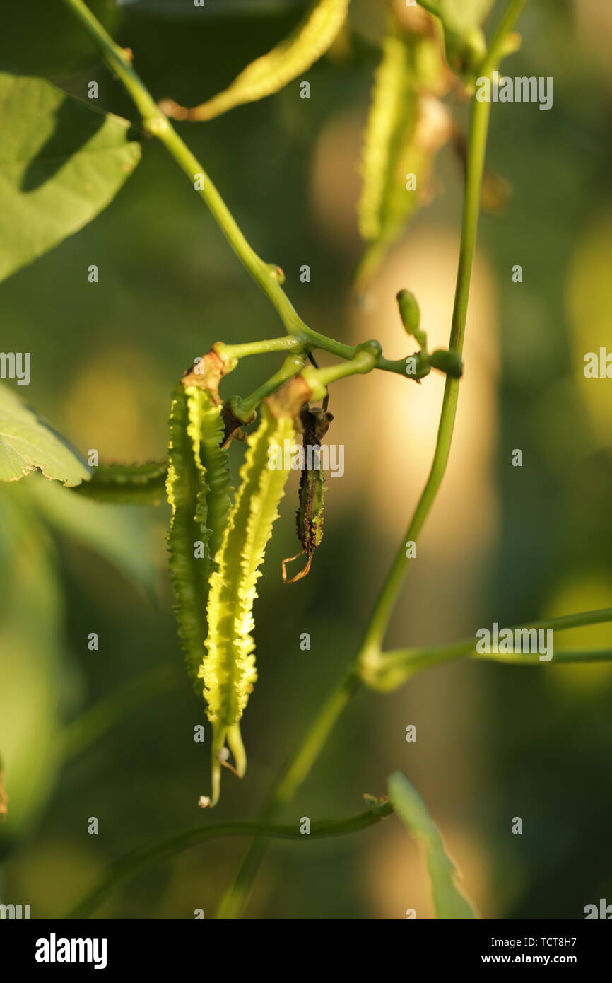 Four sided farm hi-res stock photography and images - Alamy