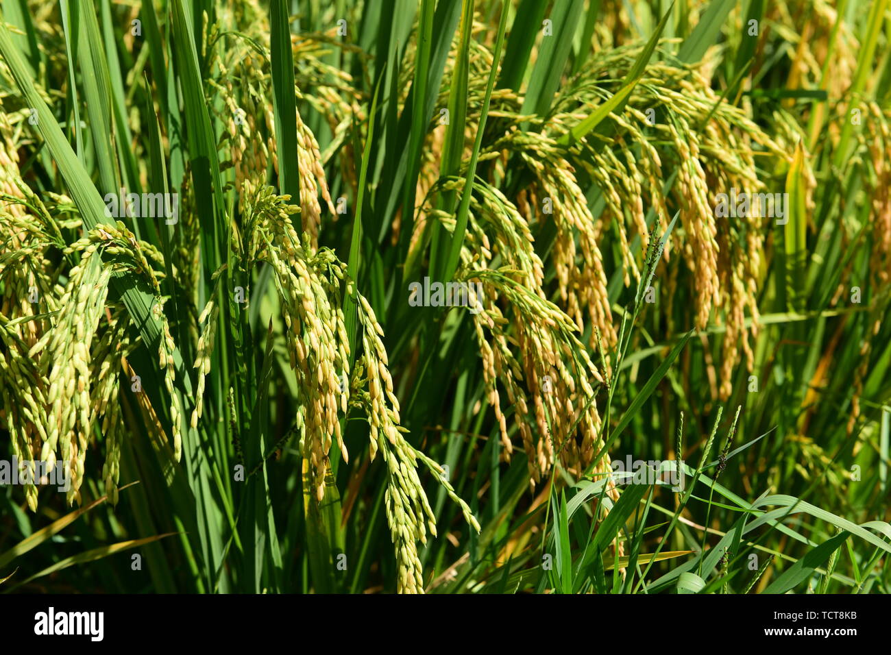 Spike of rice Stock Photo - Alamy