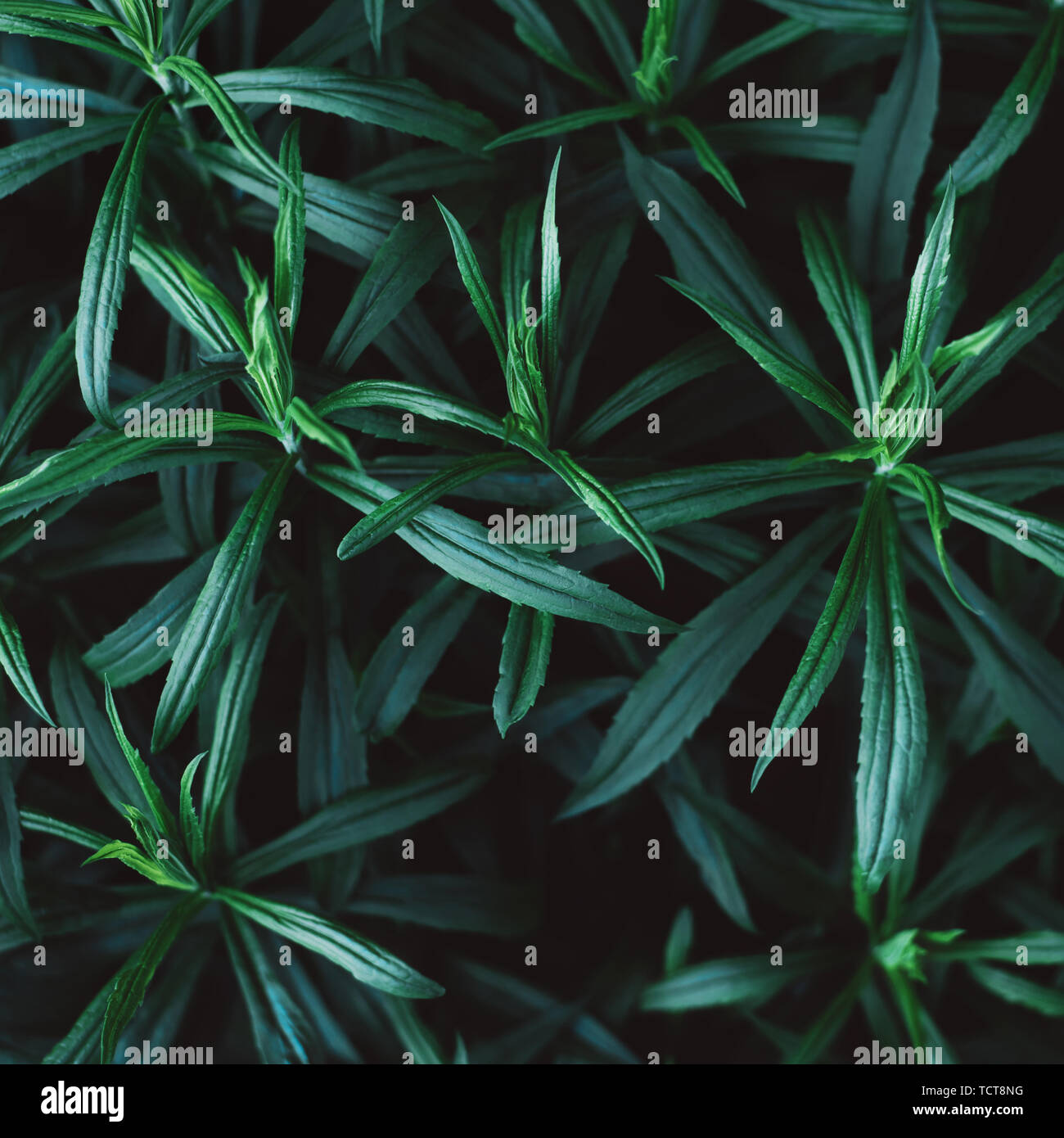 Beautiful dark background of tropical green leaves. Flat lay Stock ...