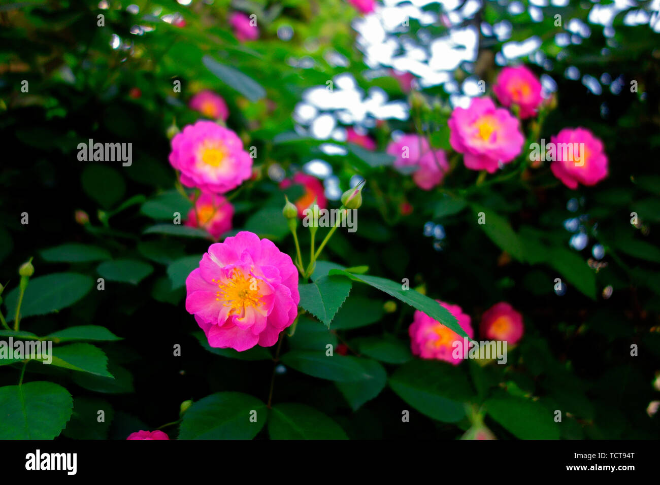 Frameless drawings hi-res stock photography and images - Alamy