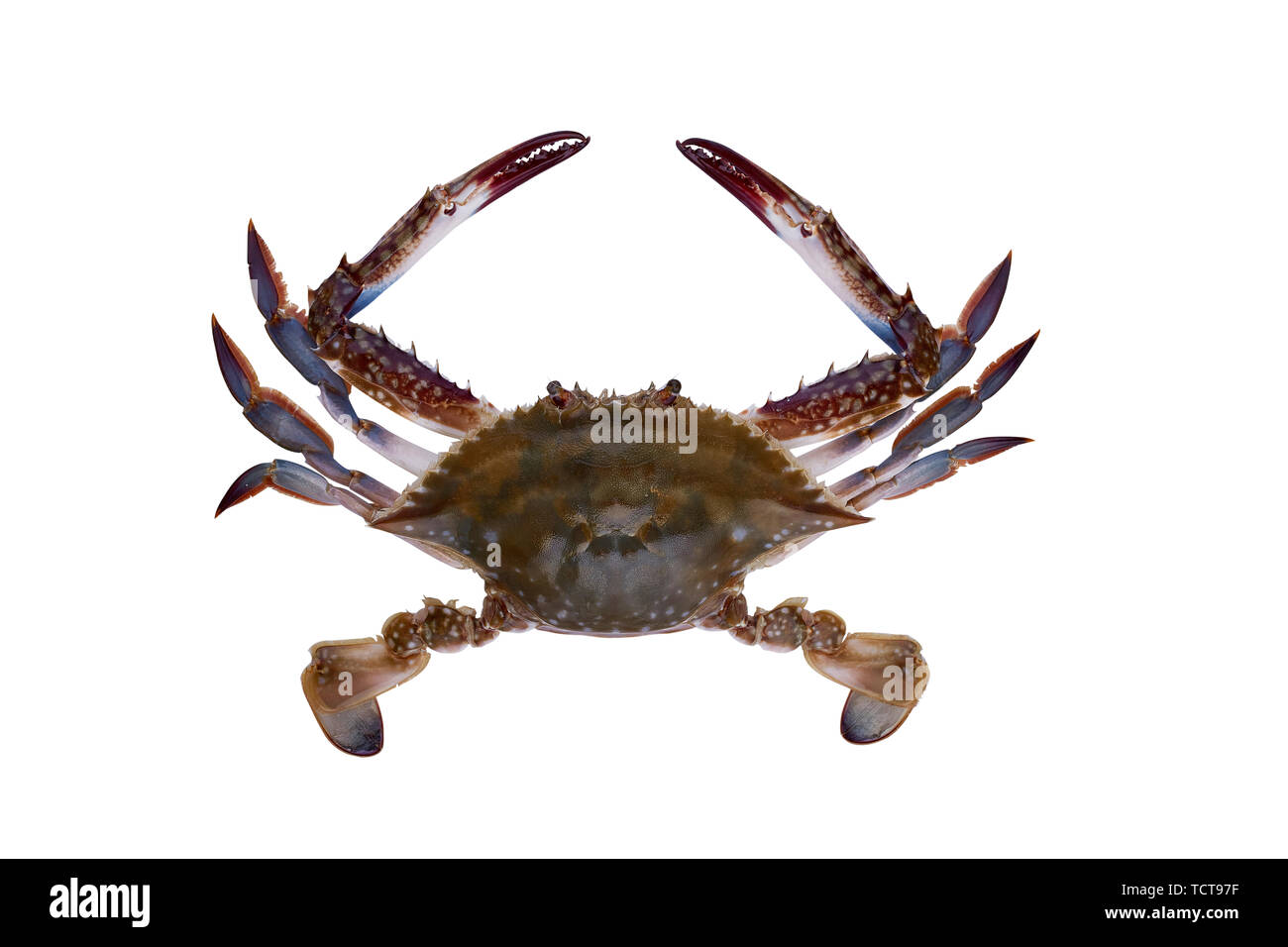 Live crab material Stock Photo - Alamy