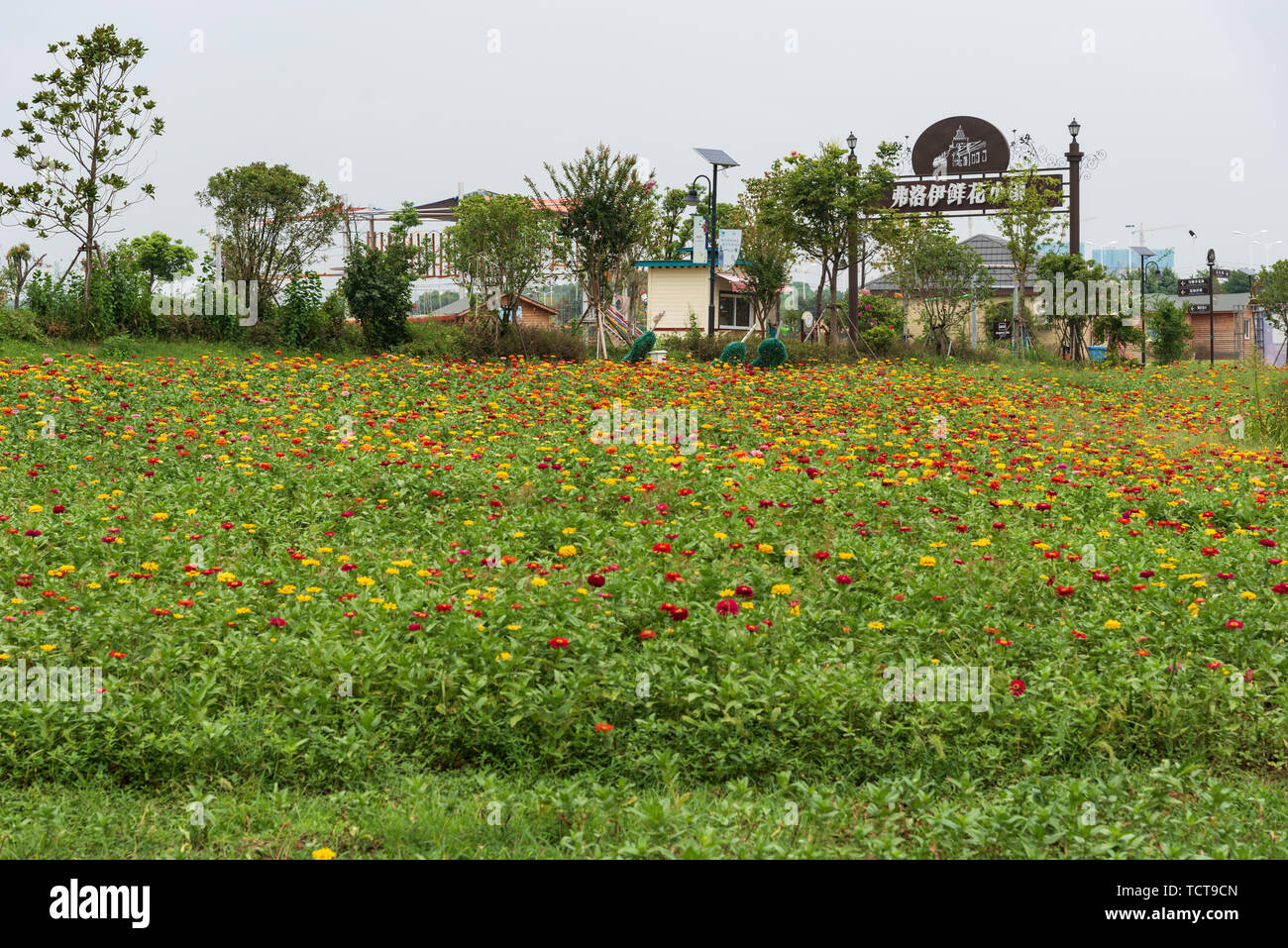 The scenery of Hua Bo Hui in Wuhan Stock Photo - Alamy