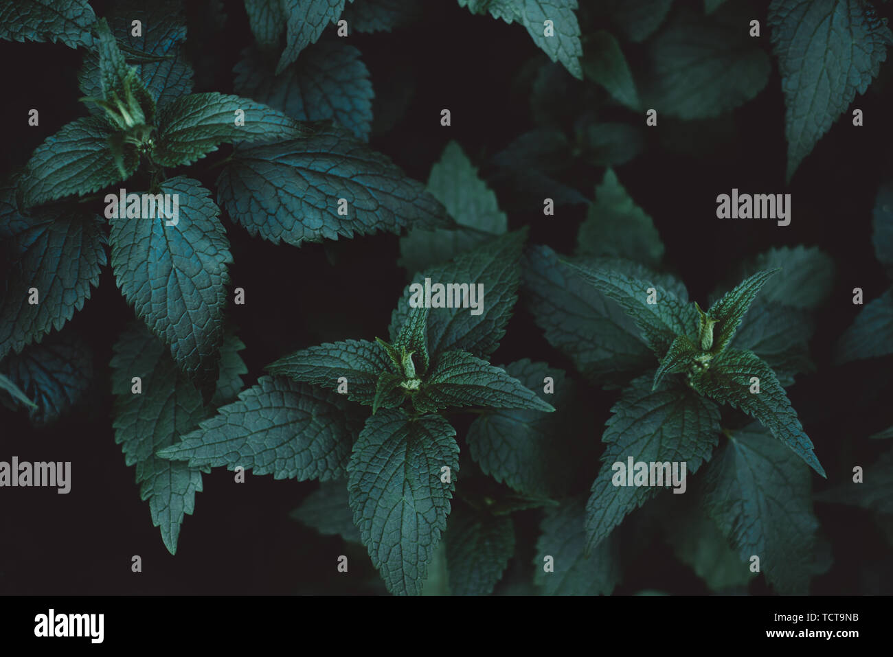 Beautiful dark background of green leaves. Flat lay Stock Photo - Alamy