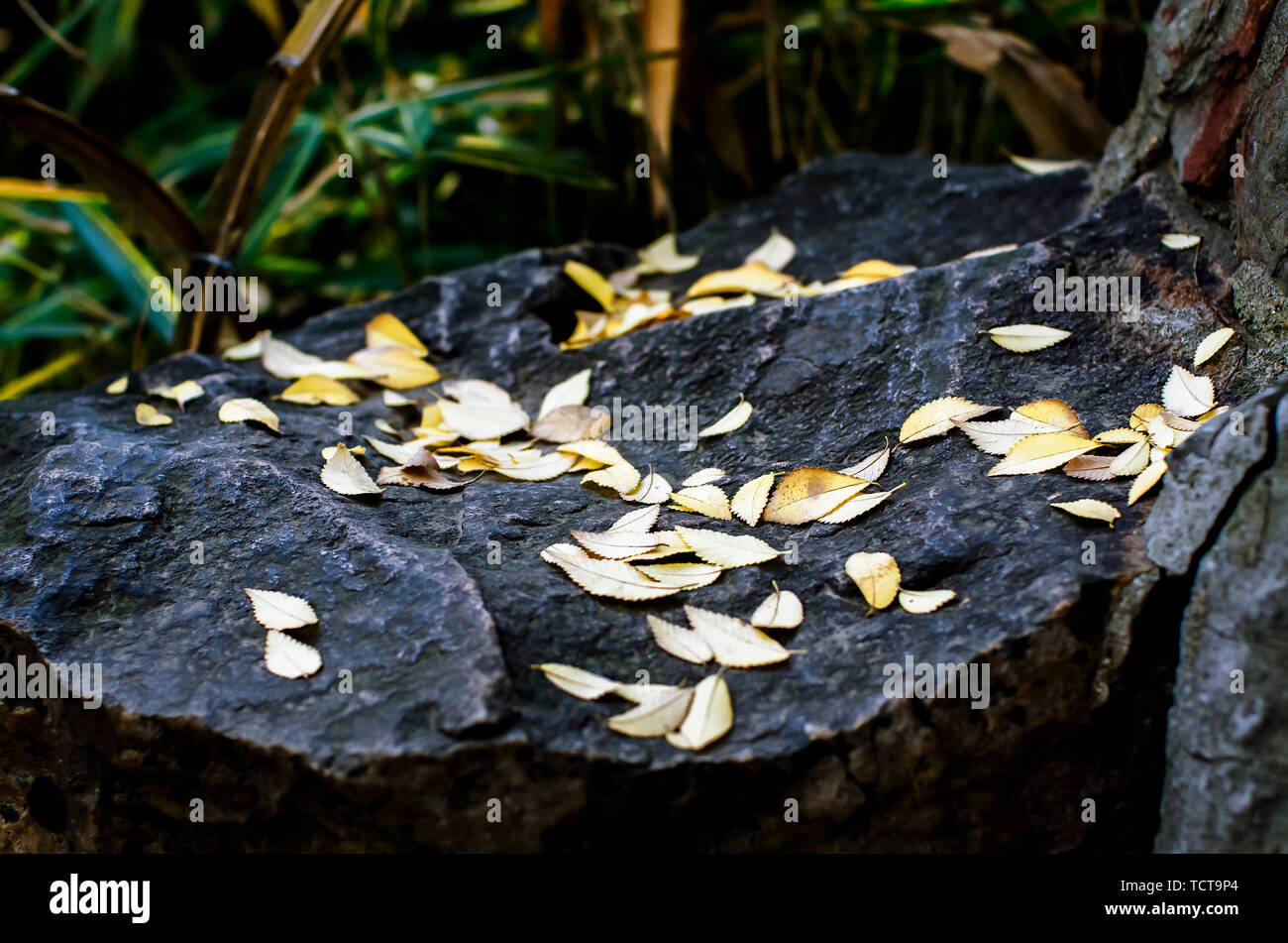 Autumn Color in Suzhou Garden Stock Photo - Alamy