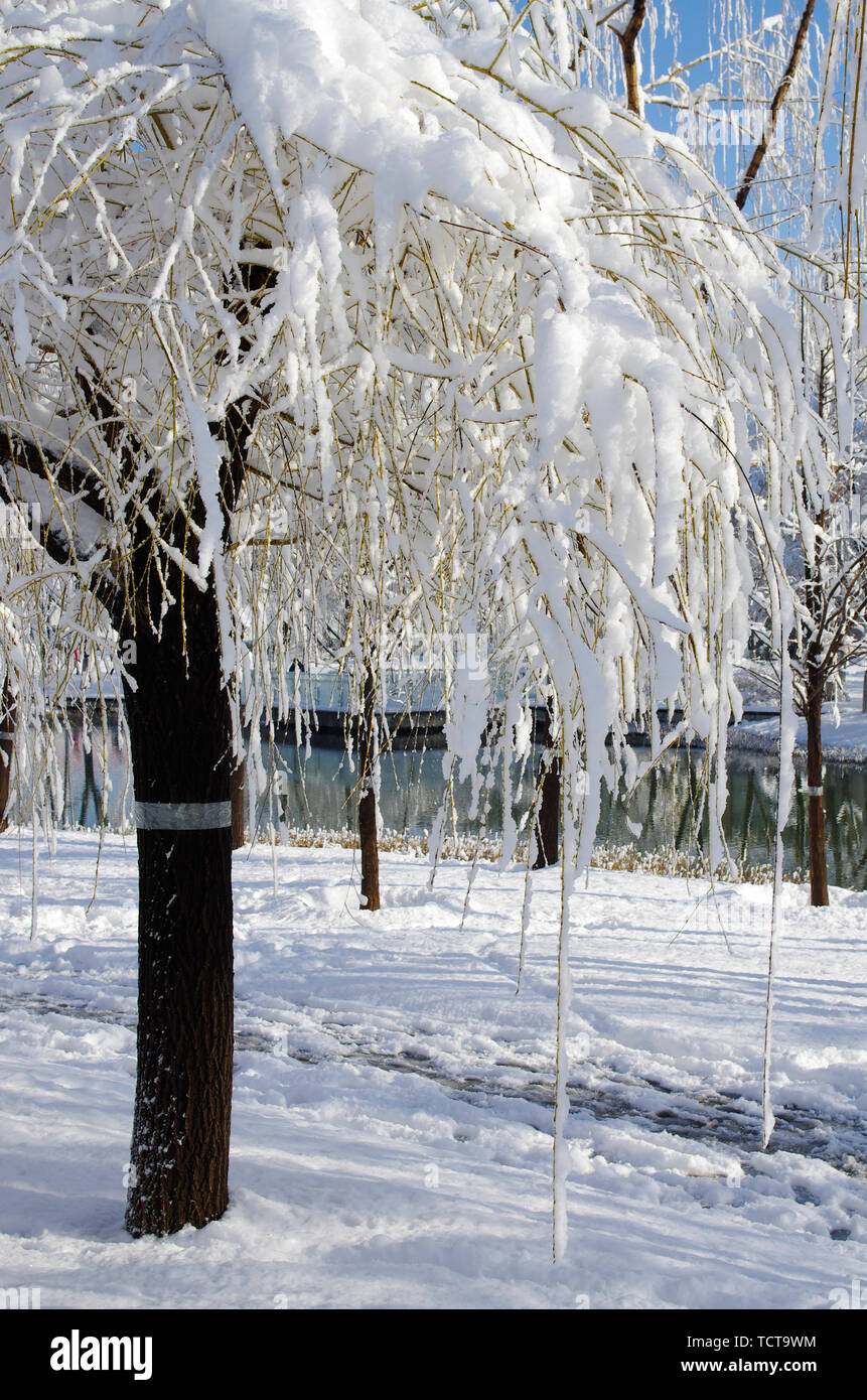 Weather trees like snow blizzard hi-res stock photography and images ...
