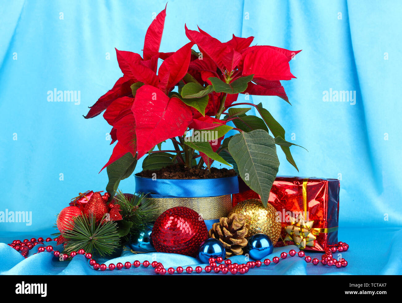 Beautiful poinsettia with christmas balls and presents on blue fabric ...