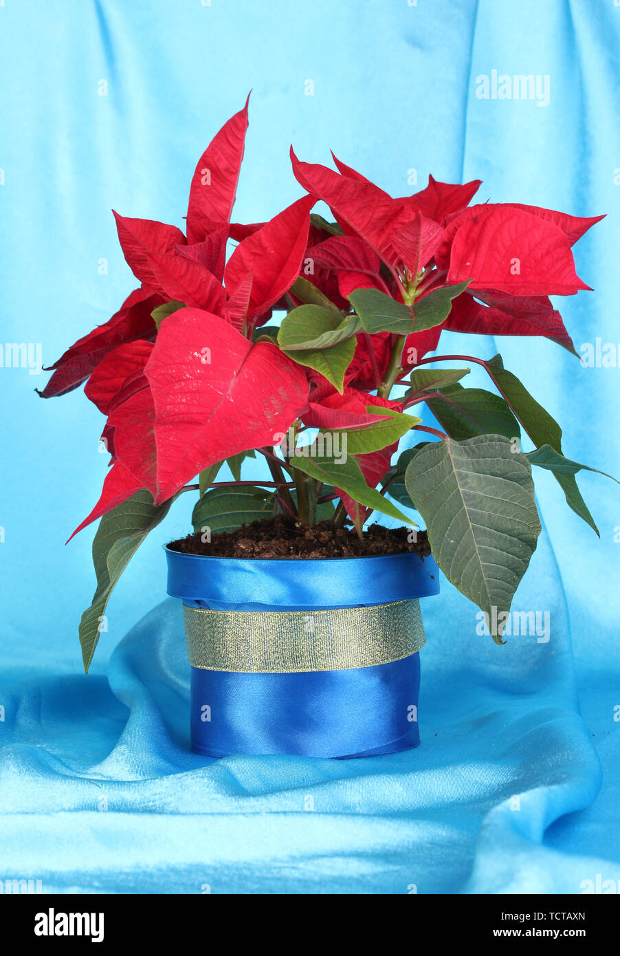 Beautiful poinsettia on blue fabric background Stock Photo - Alamy