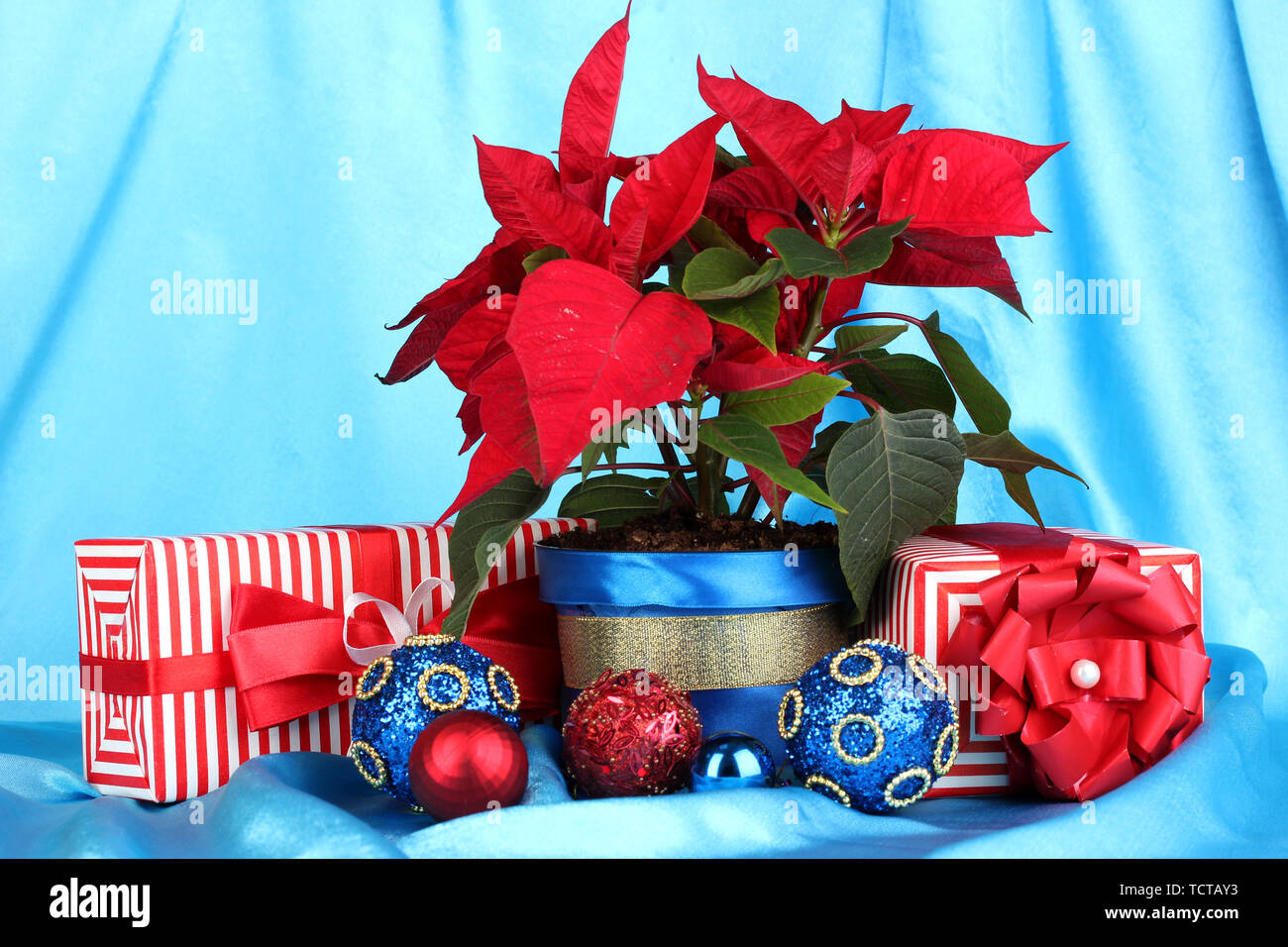 Beautiful poinsettia with christmas balls and presents on blue fabric ...
